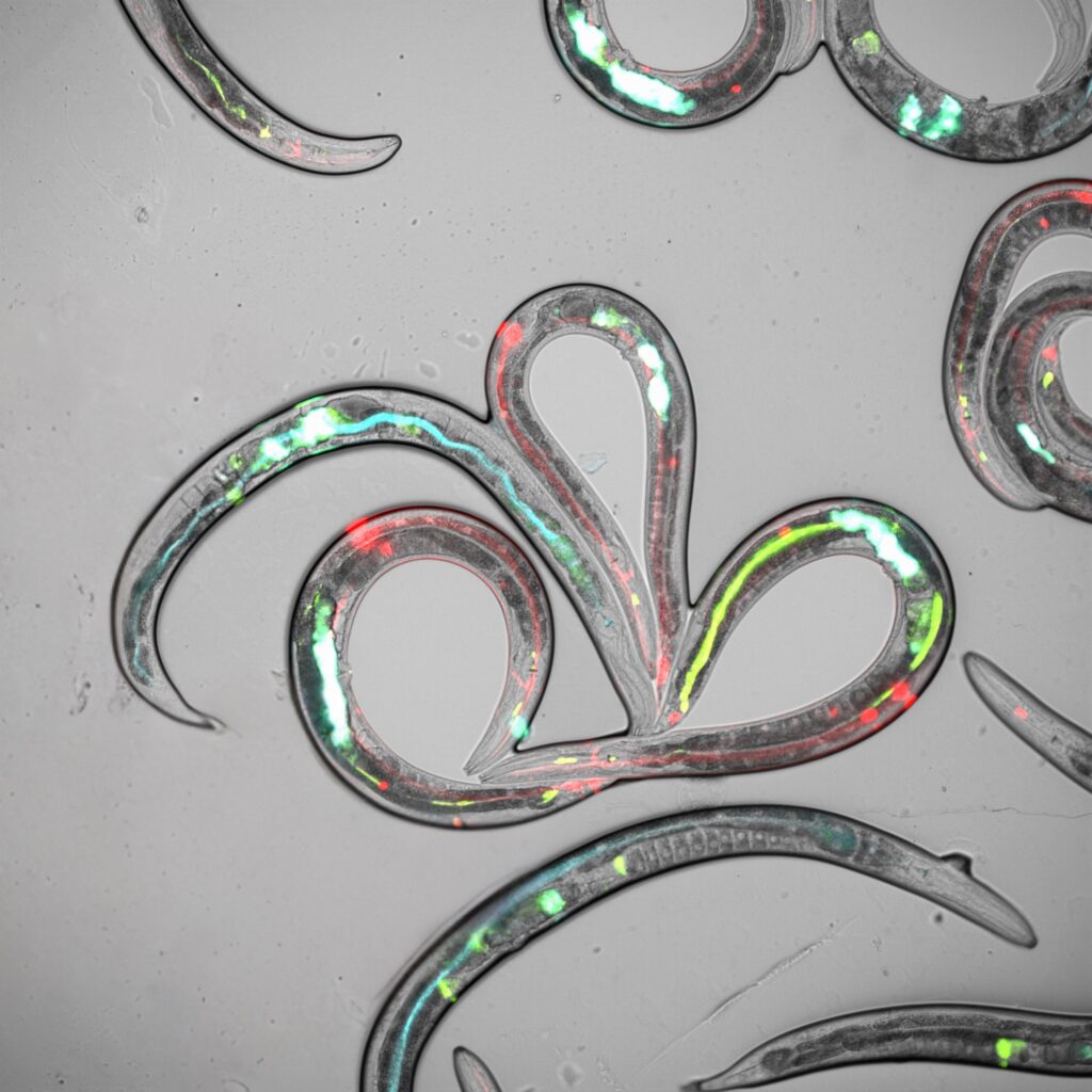 Research Technician — Spaceflight Microbiome Biology